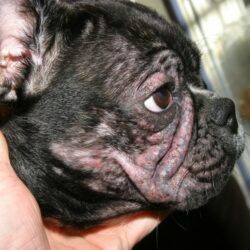 La dermatite atopique chez le chien - DermaVet